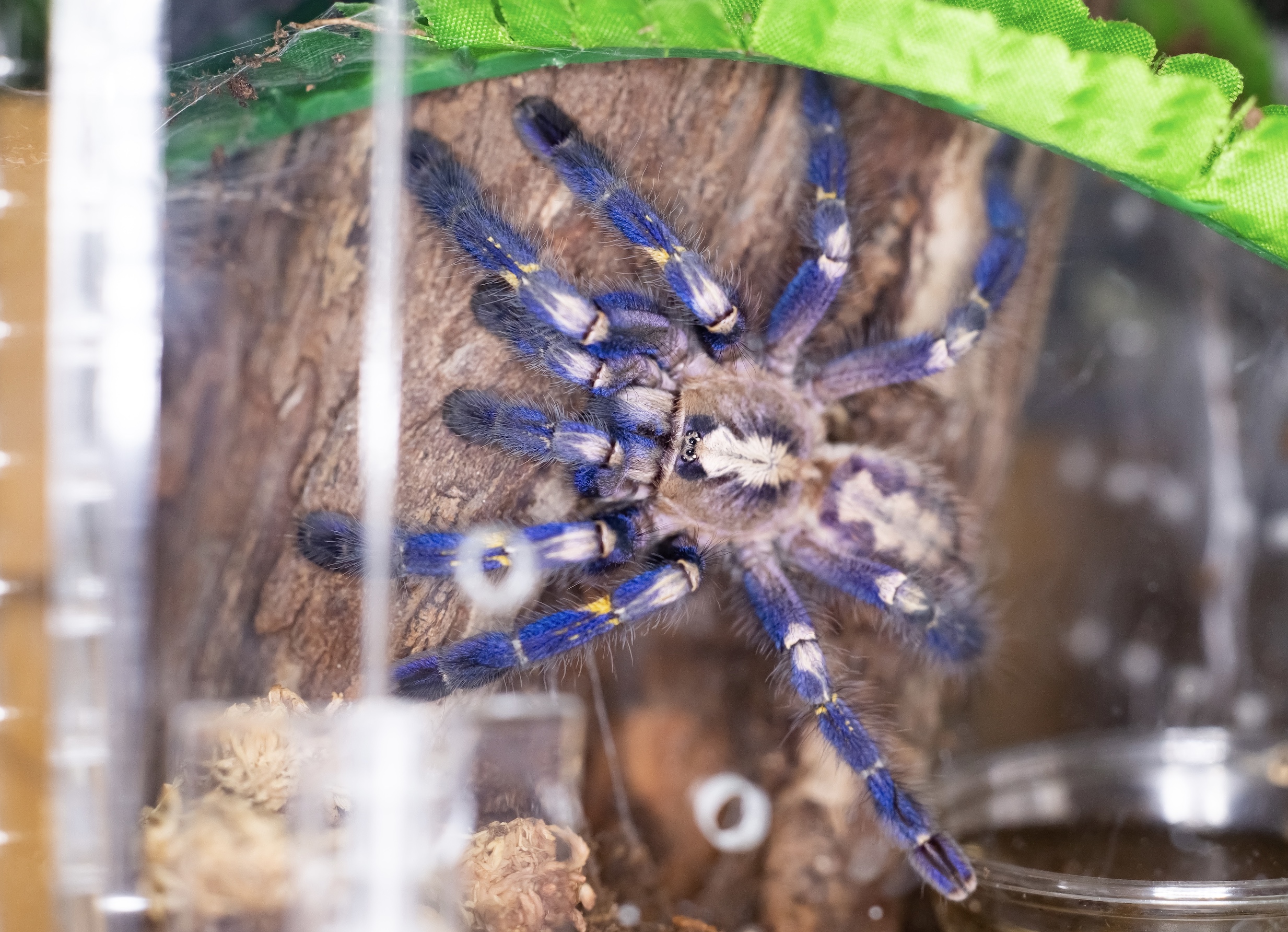 Quels sont les animaux les plus effrayants du monde ? - GEO