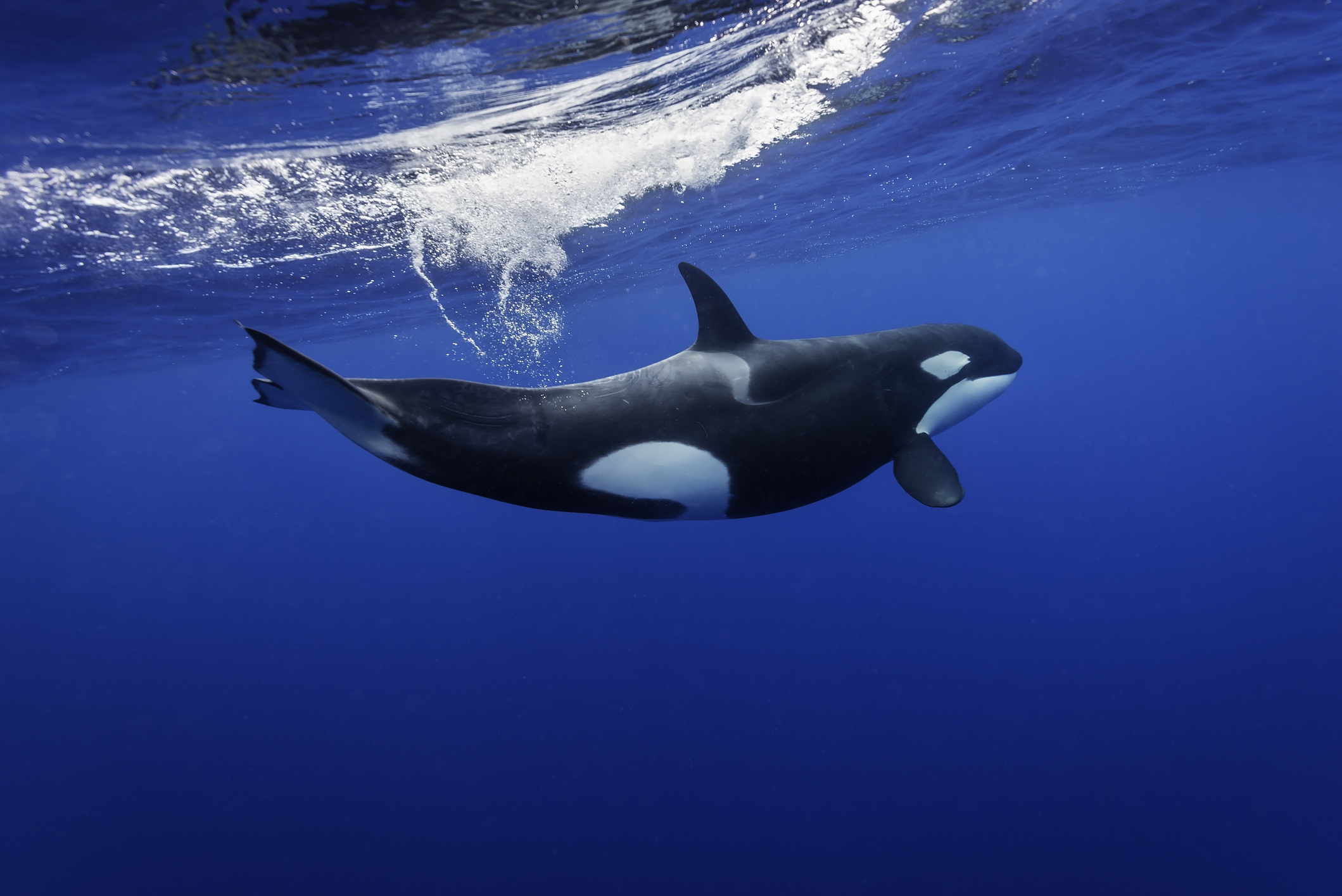 Quels sont les animaux les plus effrayants du monde ? - GEO